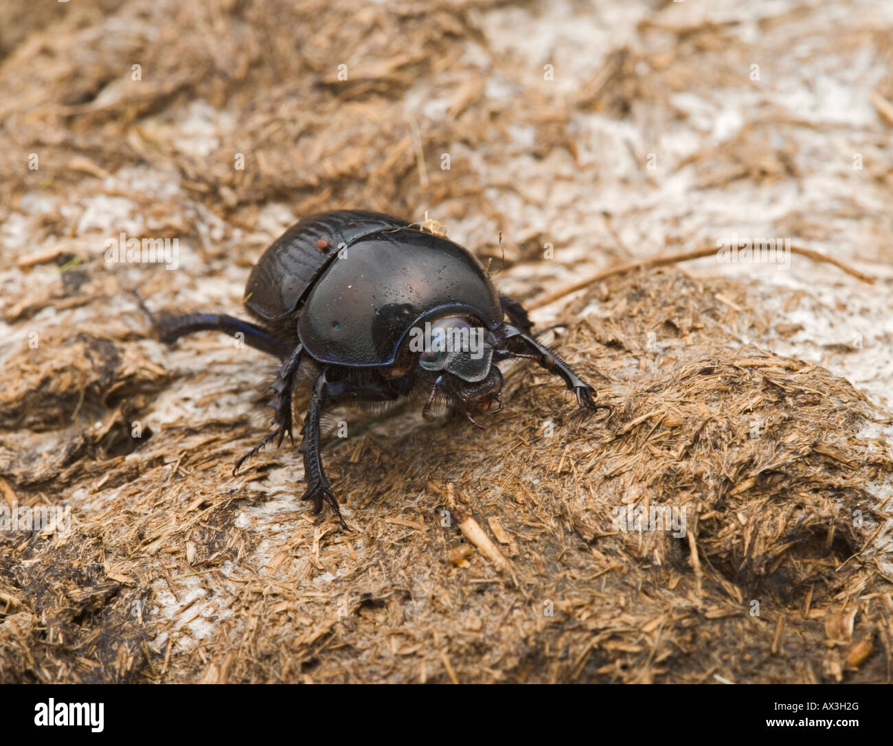 Dor beetle Geotrupes stercorarius on cow dung front view Stock Photo ...