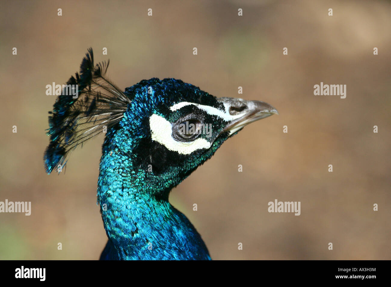 Peacock - Pavo cristatus Stock Photo - Alamy