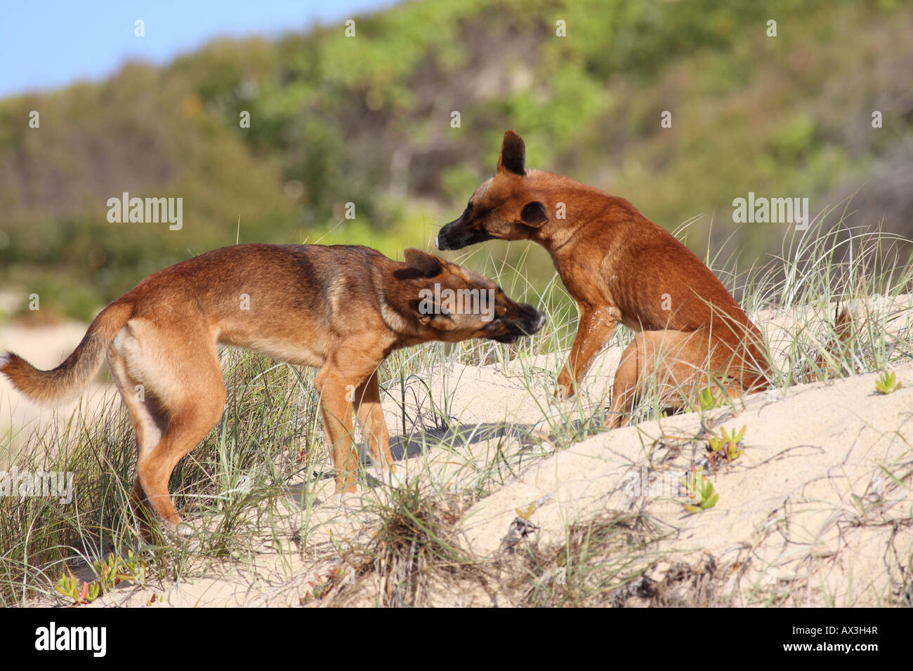 Pure bred dingo hi-res stock photography and images - Alamy