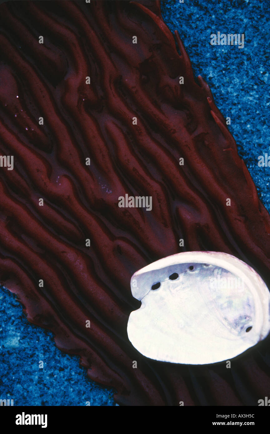 Pink Abalone shell on kelp blade shot with color Infrared film, Point ...