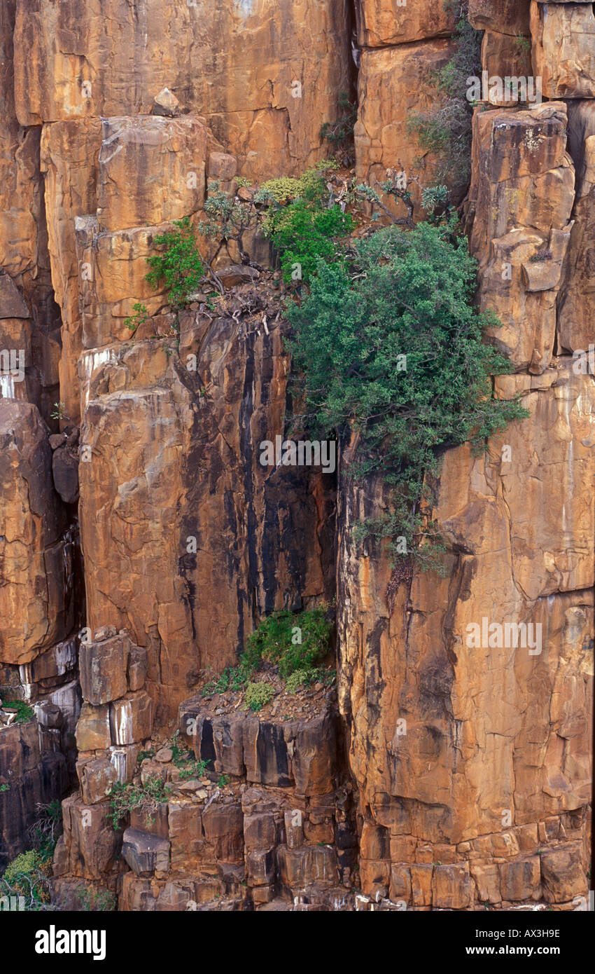 False olive hi-res stock photography and images - Alamy