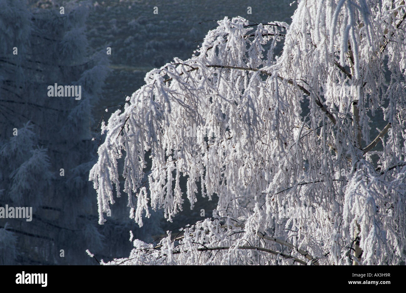 Frost on Birch tree Finstersee Zug Switzerland Stock Photo - Alamy