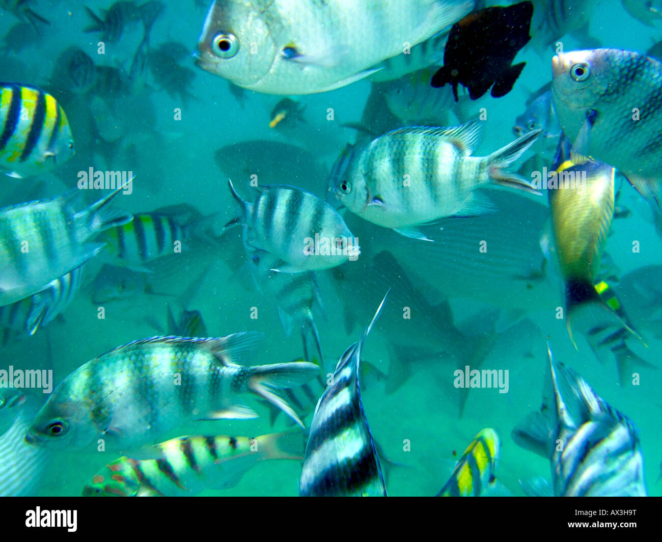 Sea marine hi-res stock photography and images - Alamy