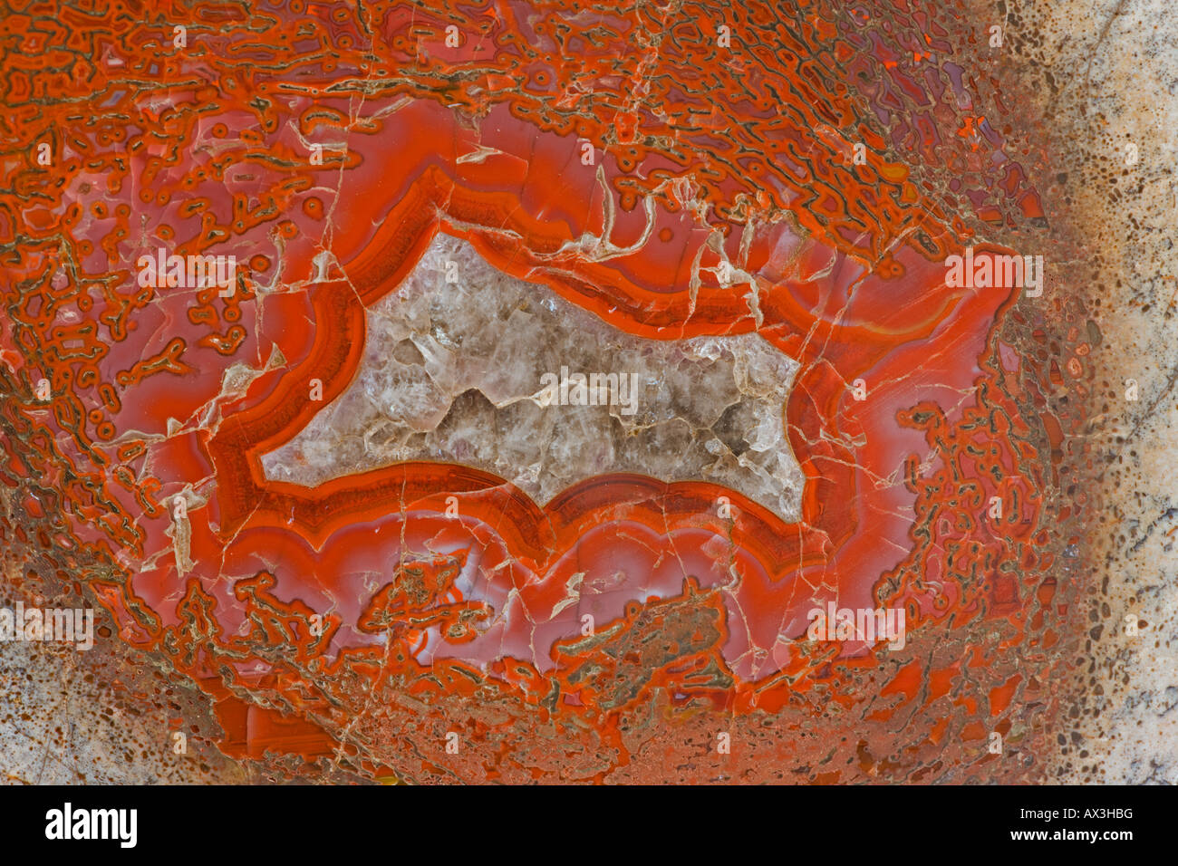 Agatized Dinosaur Bone - Allosaur Cross-section -shows bone marrow of ...