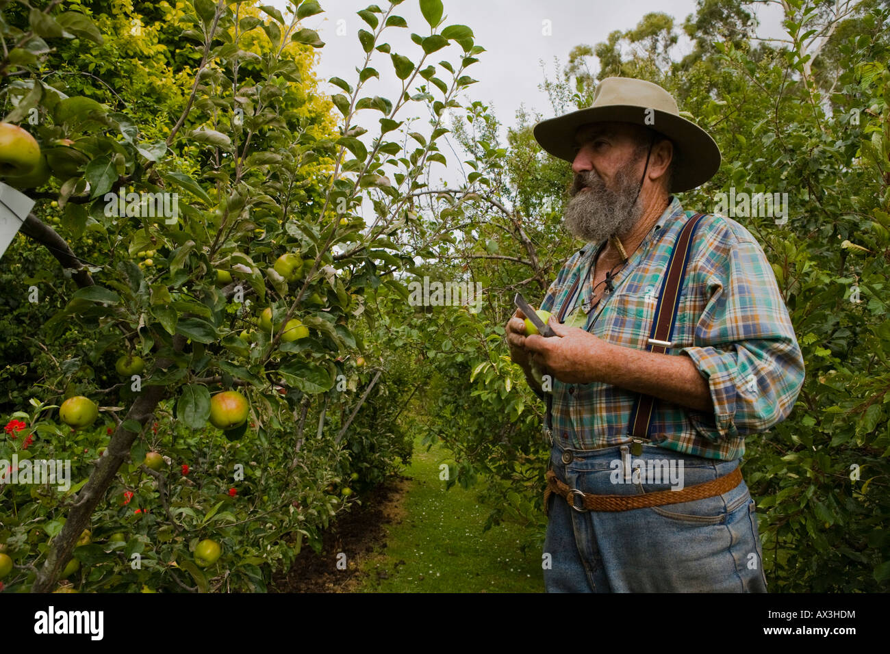 Apple Orchardist in Southern Tasmania Stock Photo - Alamy