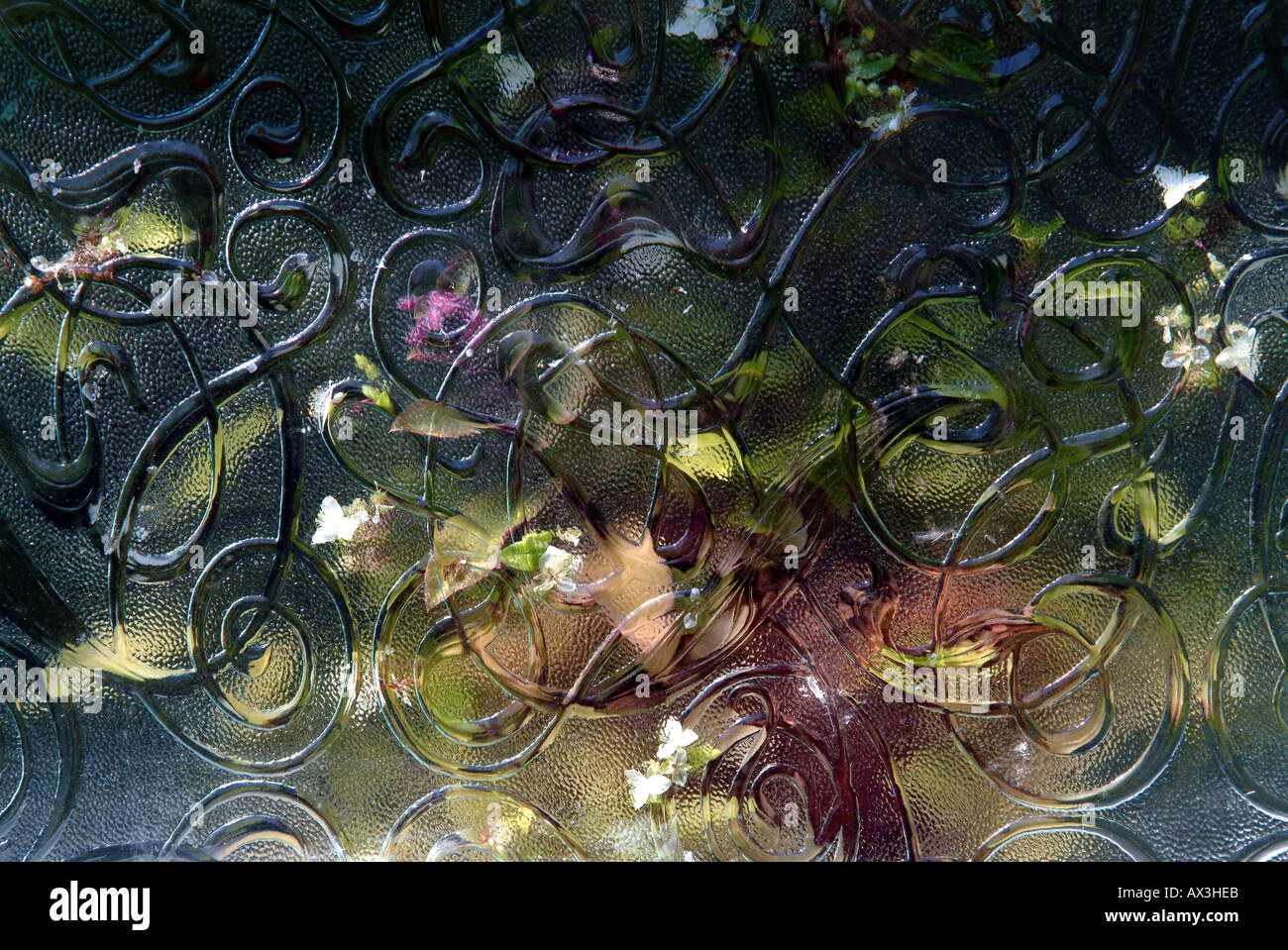 Flowers behind a window Stock Photo - Alamy