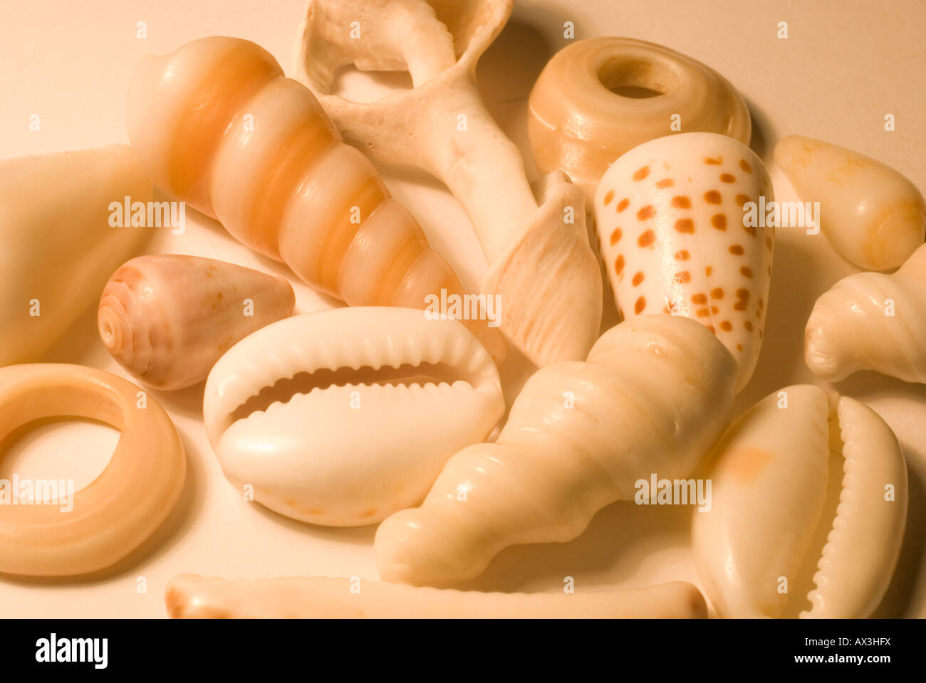 Conical shell hi-res stock photography and images - Alamy