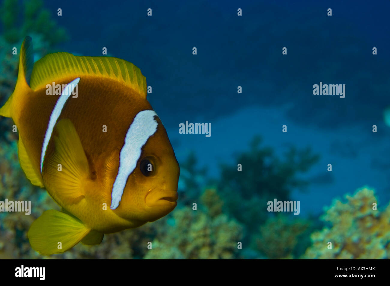 Clown fish portrait Stock Photo - Alamy