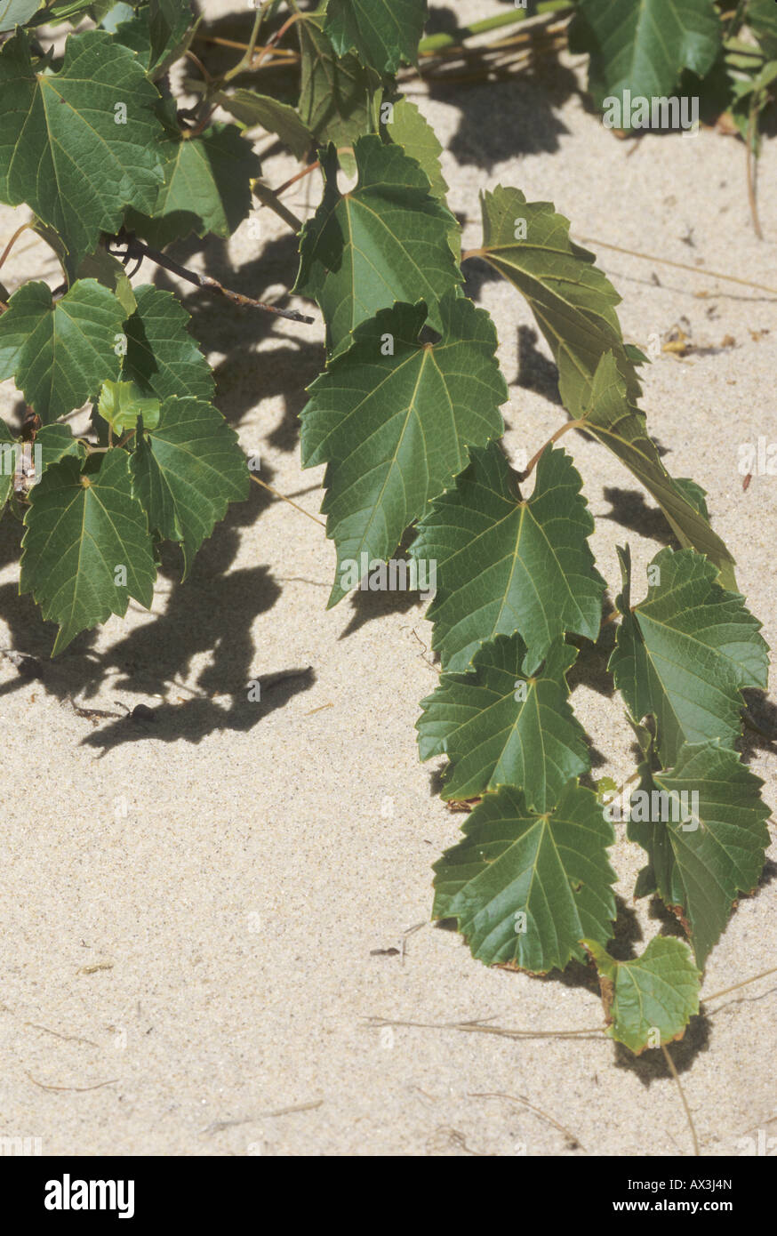 Summer Grape, Vitus aestivalis Stock Photo - Alamy