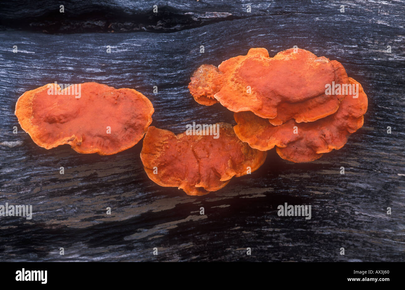 Orange bracket fungi growing on dead wood Zapata Peninsula Cuba Stock ...
