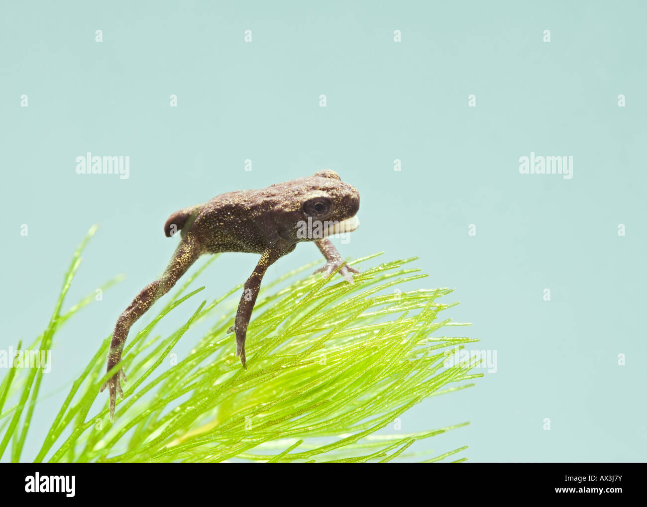 With legs and tail hi-res stock photography and images - Alamy