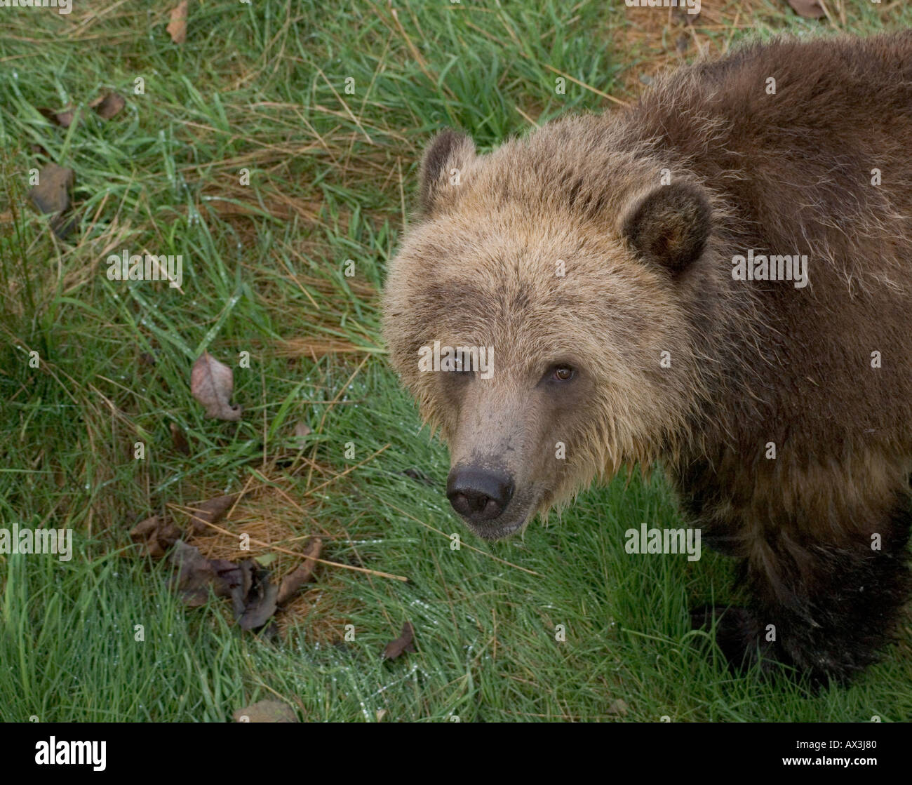 Brown bear, sub adult, male, portrait, looking, look, intelligence ...