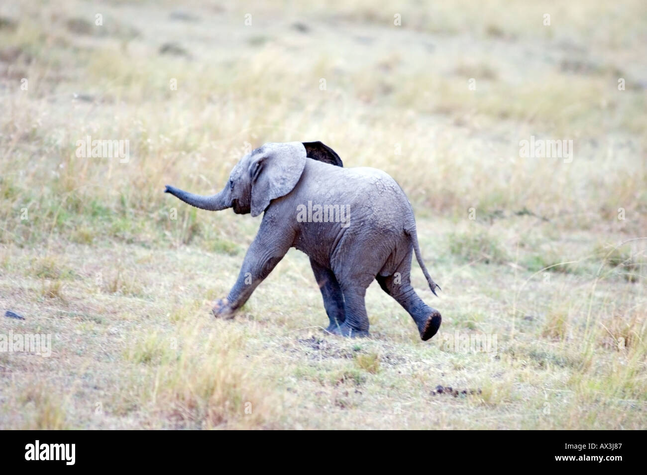 Newborn baby elephant walking hi-res stock photography and images - Alamy
