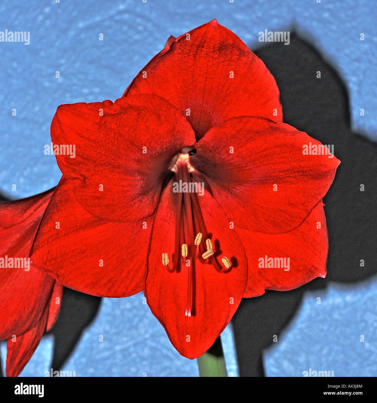 Amaryllis red lion hi-res stock photography and images - Alamy