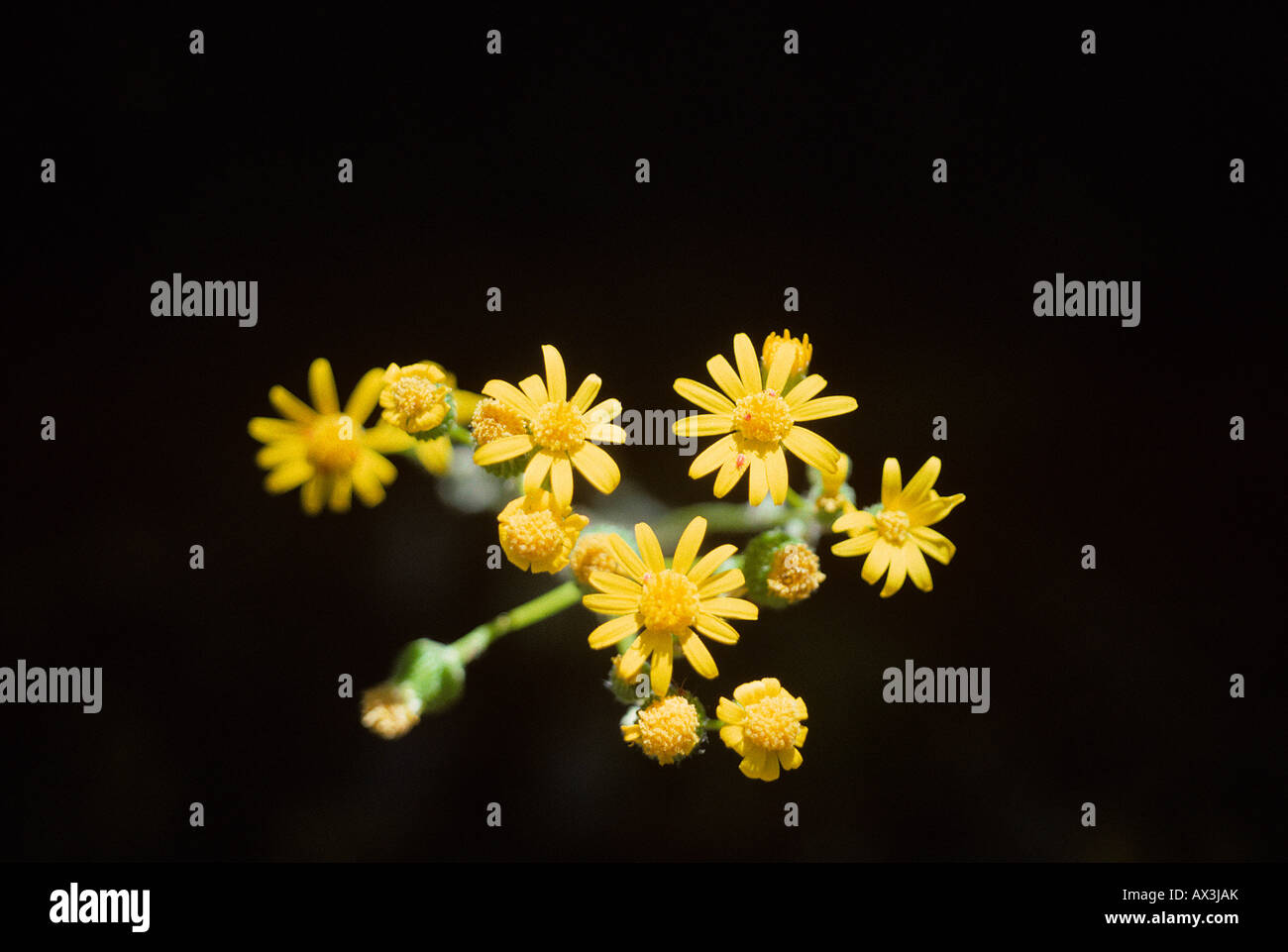 Butterweed plant hi-res stock photography and images - Alamy