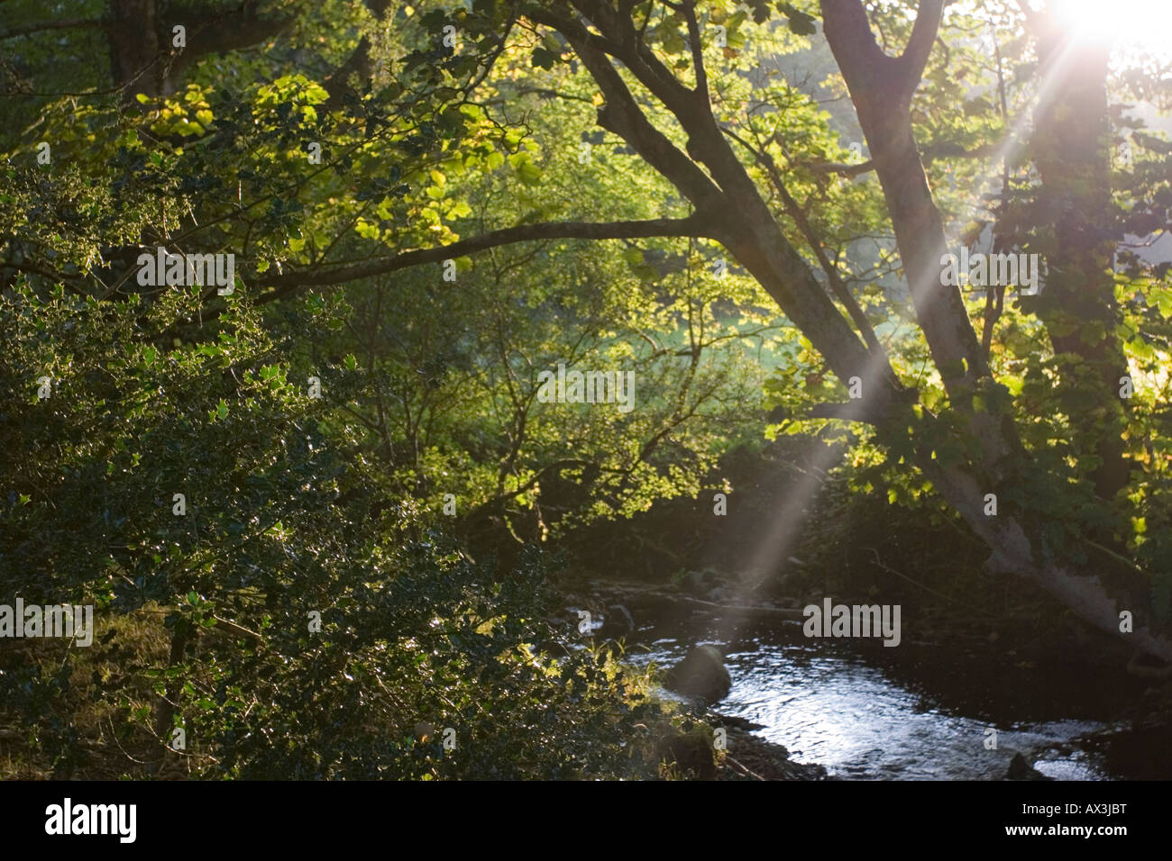 Forest, stream and shaft of light Stock Photo - Alamy