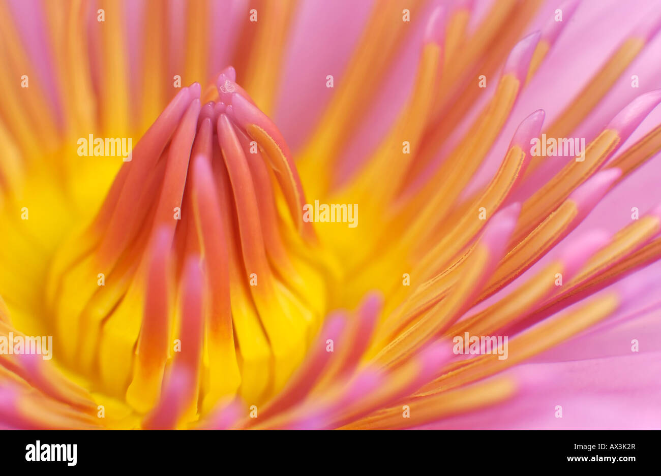 close up of colourful flower Stock Photo - Alamy