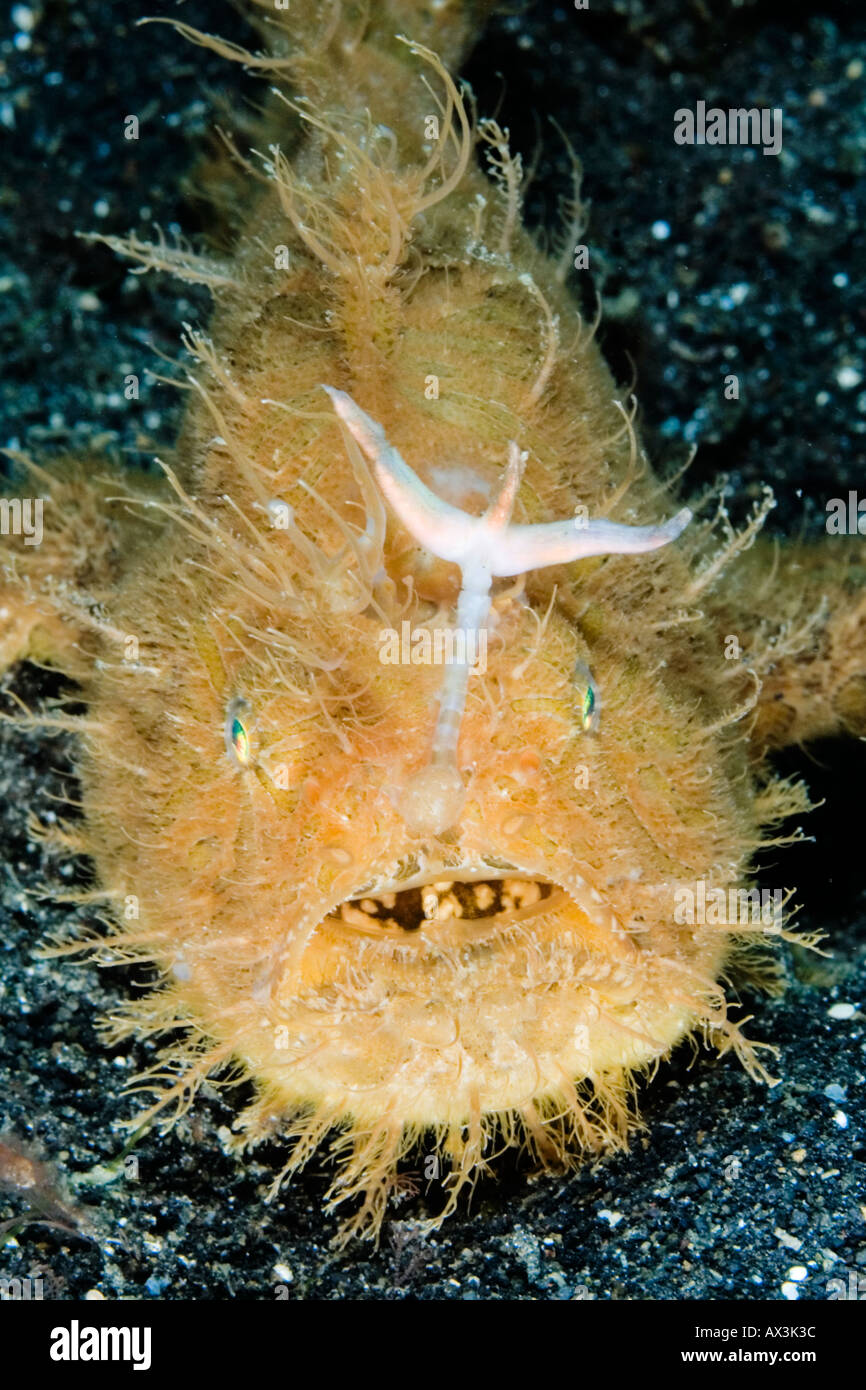 frogfish of Lembeh Straits Indonesia Stock Photo - Alamy