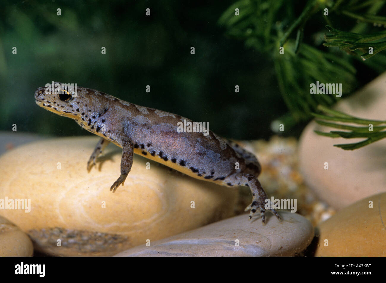 Alpine newts pair hi-res stock photography and images - Alamy