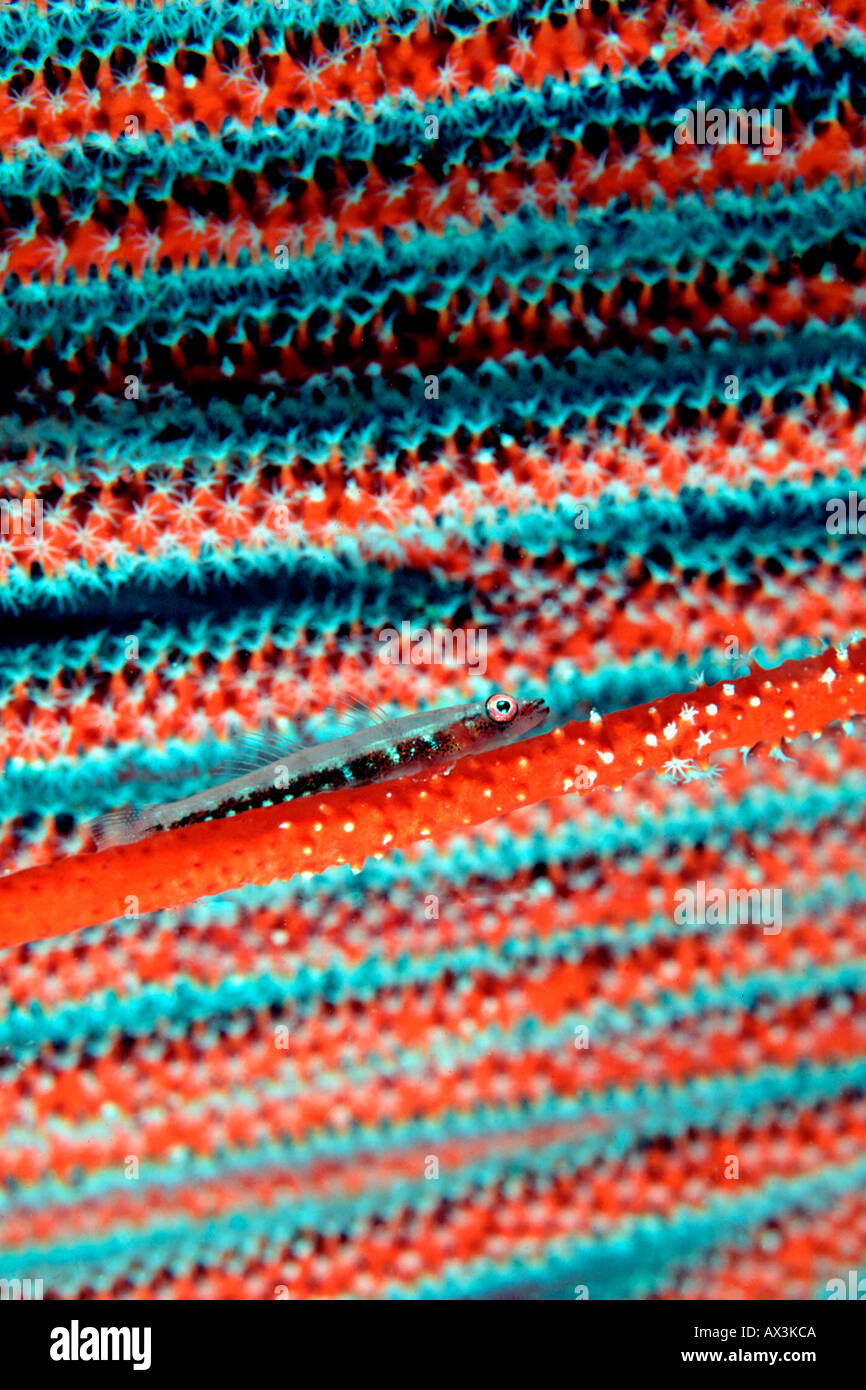 Loki Whip Goby Bryaninops loki on black coral bush in Koh Samet ...