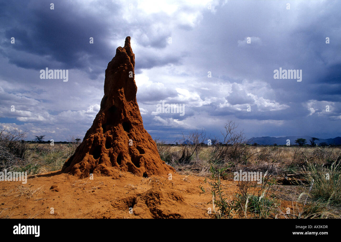 Termite mound near Otjiwarongo Namibia Stock Photo - Alamy