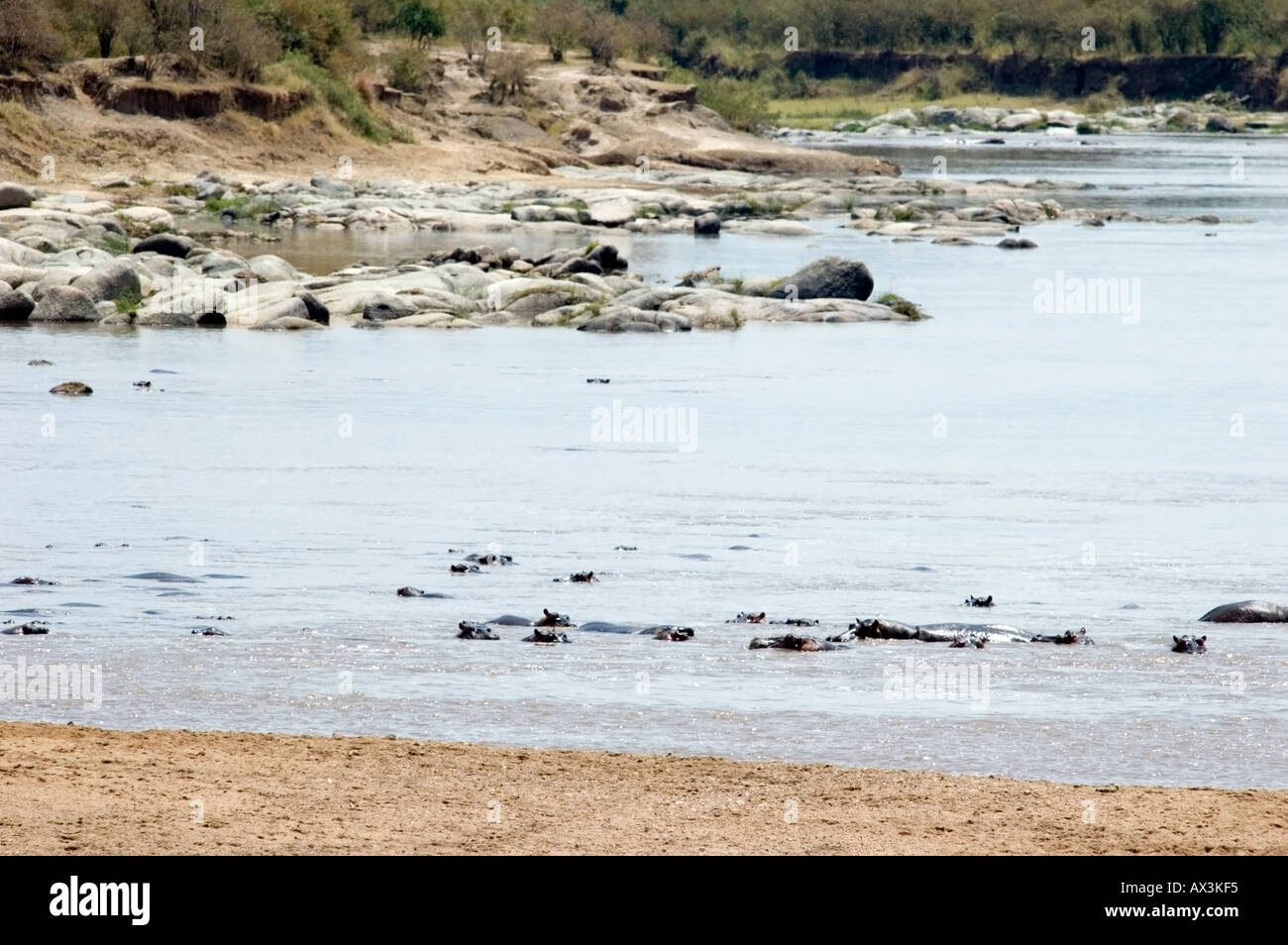 Hippopotamus in water oasis hi-res stock photography and images - Alamy