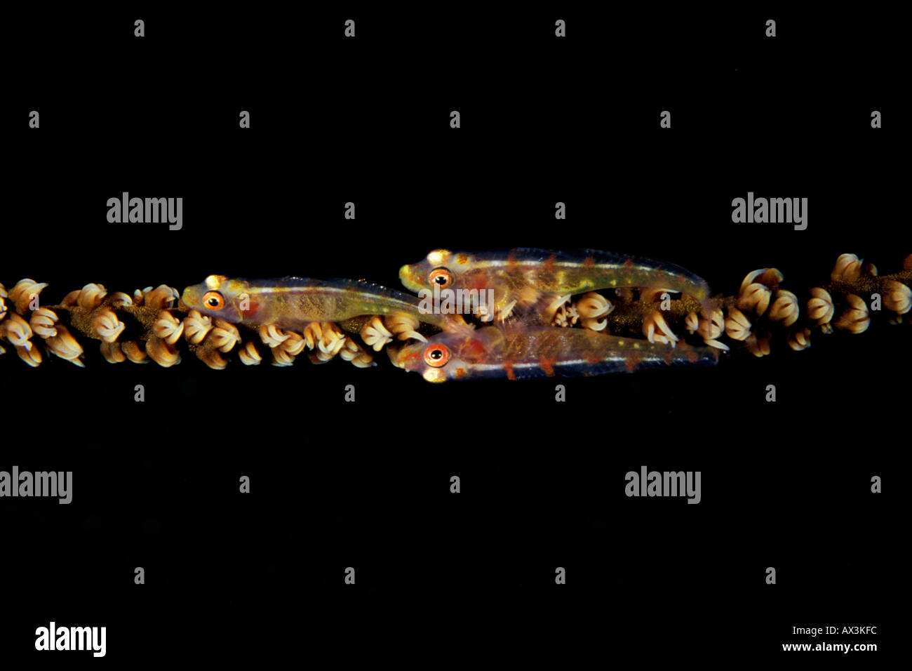 Three Sea Whip Gobies Bryaninops yongei together at Dumaguette ...
