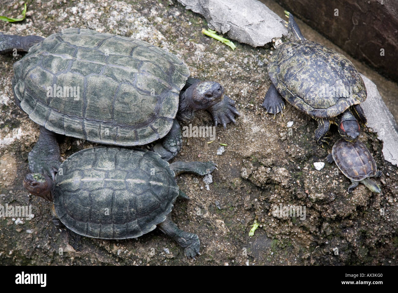 Packed Turtle Pond, Kek Lok Si Temple, outside Georgetown, Pulau Penang ...
