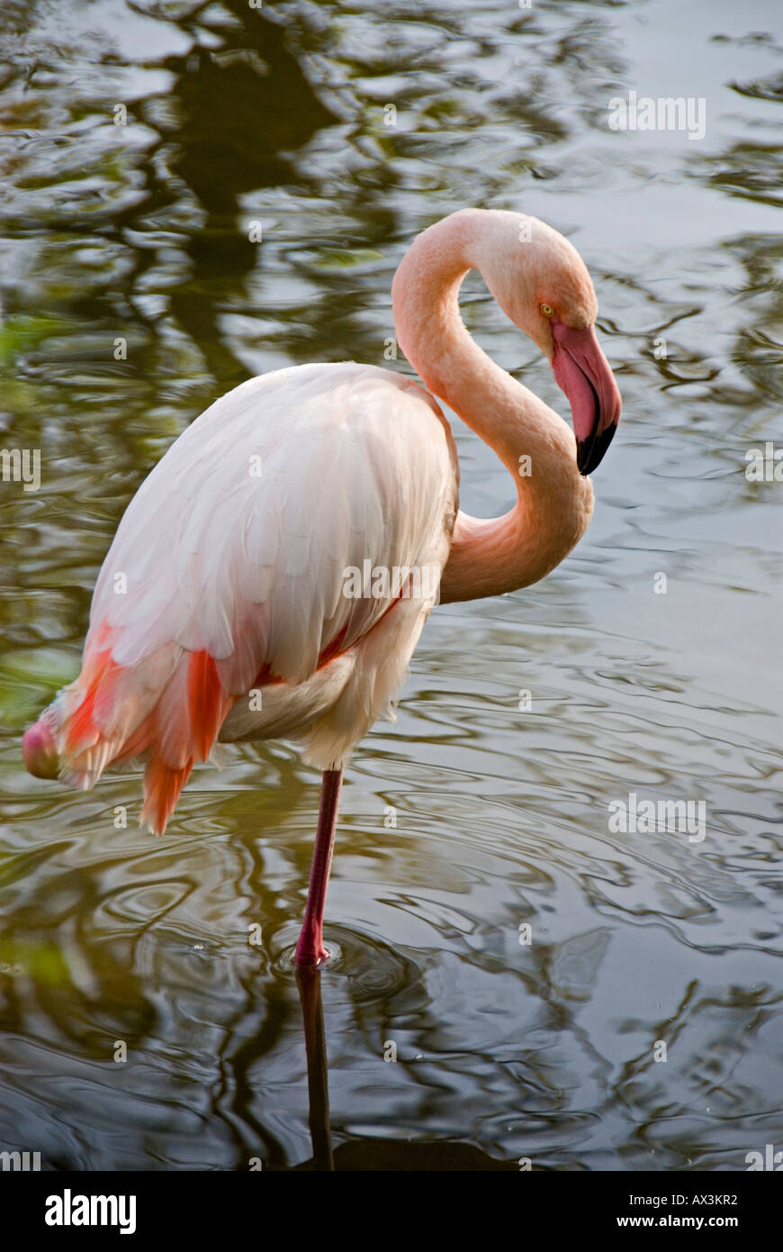 Flamingo standing on one leg looking back at watcher Stock Photo - Alamy