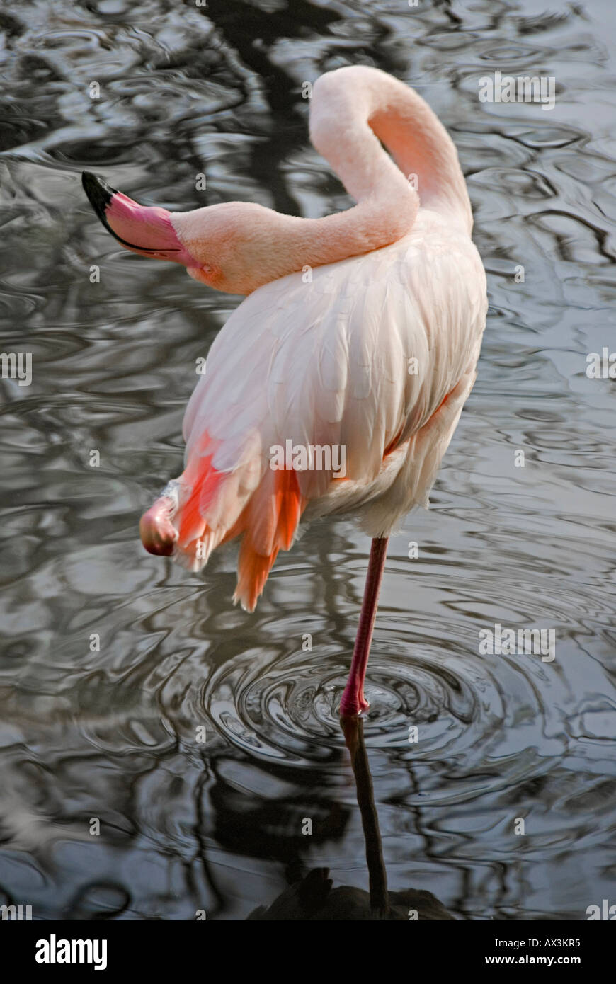 Flamingo standing on one leg in a contorted position Stock Photo - Alamy