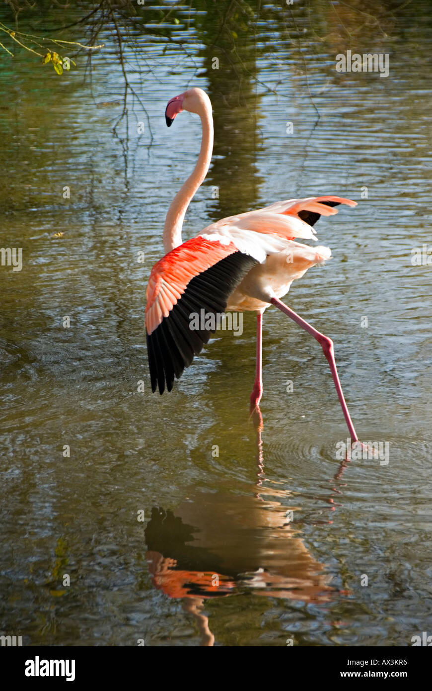 Flamingo wading in shallow water with outstretched wings Stock Photo ...