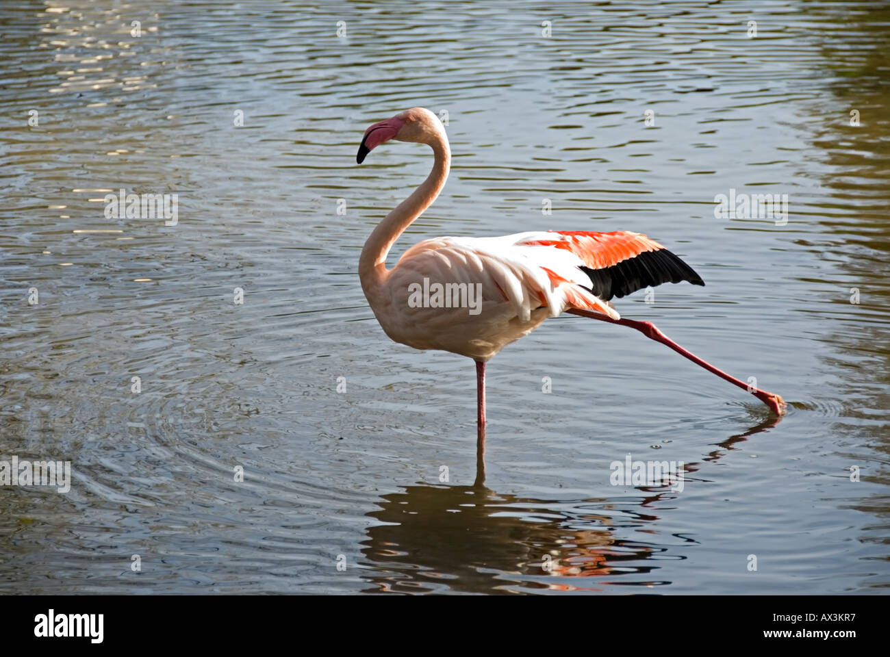 Flamingo wading through shallow water like a ballet dancer Stock Photo ...