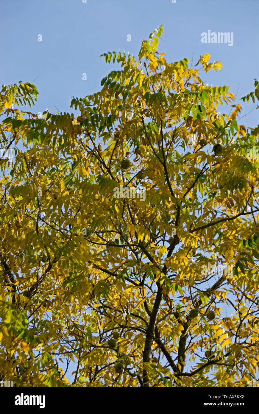 Economic fruit tree hi-res stock photography and images - Alamy