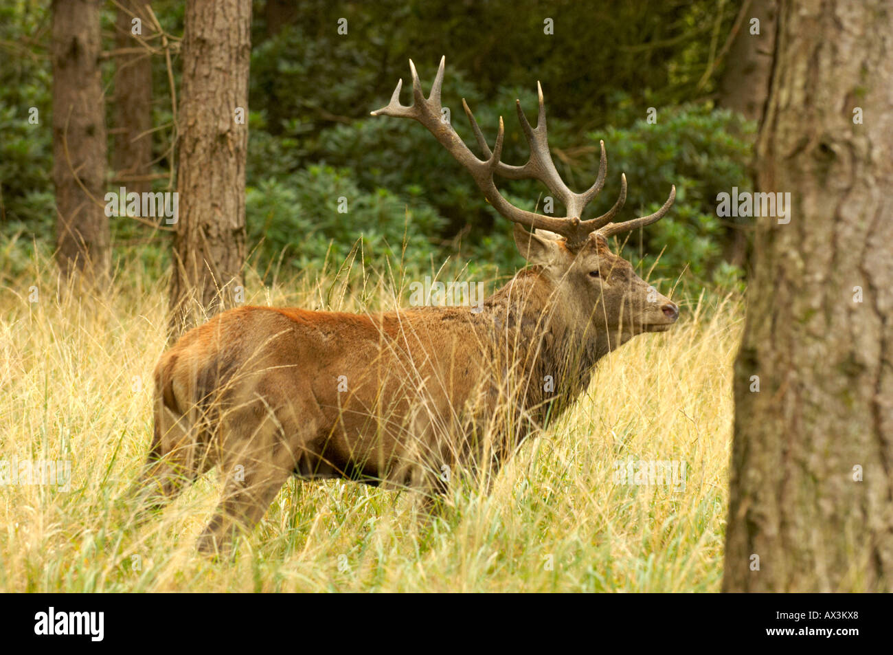 New forest stag hi-res stock photography and images - Alamy