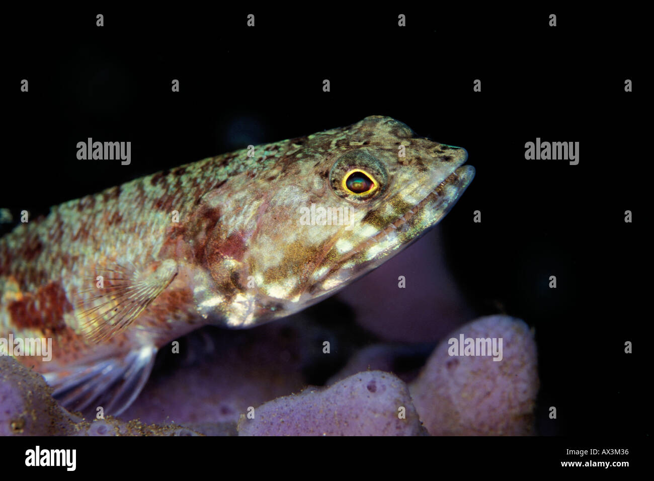 Reef Lizardfish Synodus variegatus Stock Photo - Alamy