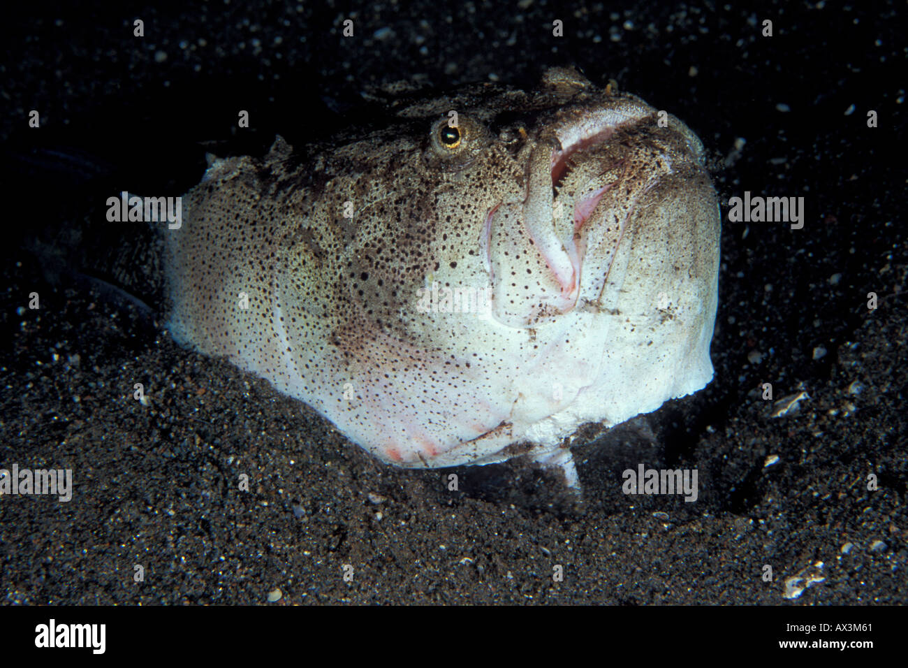 Reticulate stargazer uranoscopus sp hi-res stock photography and images ...