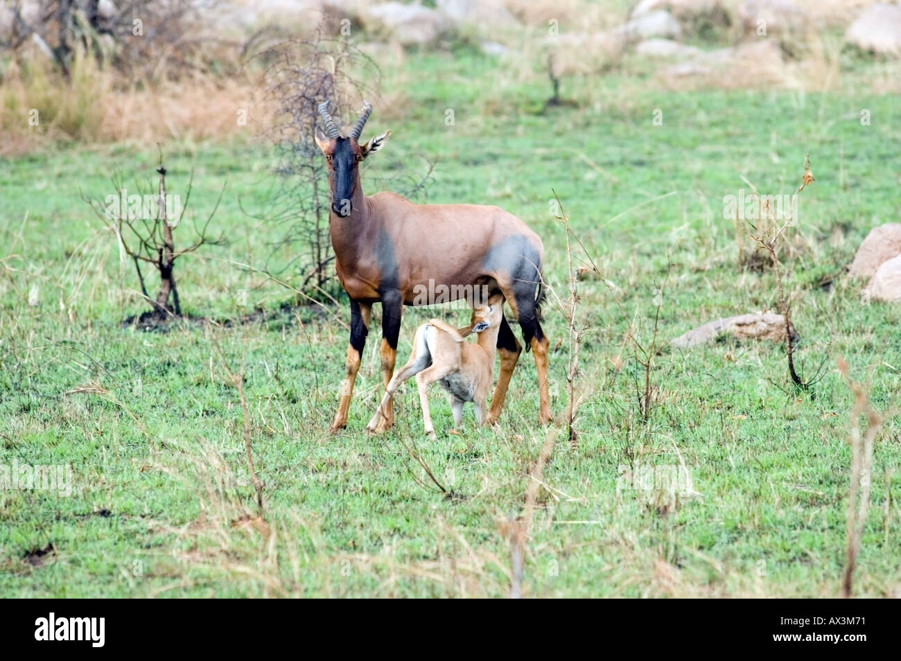 East africa antelope antelopes female suckling milk guard herbivore hi ...