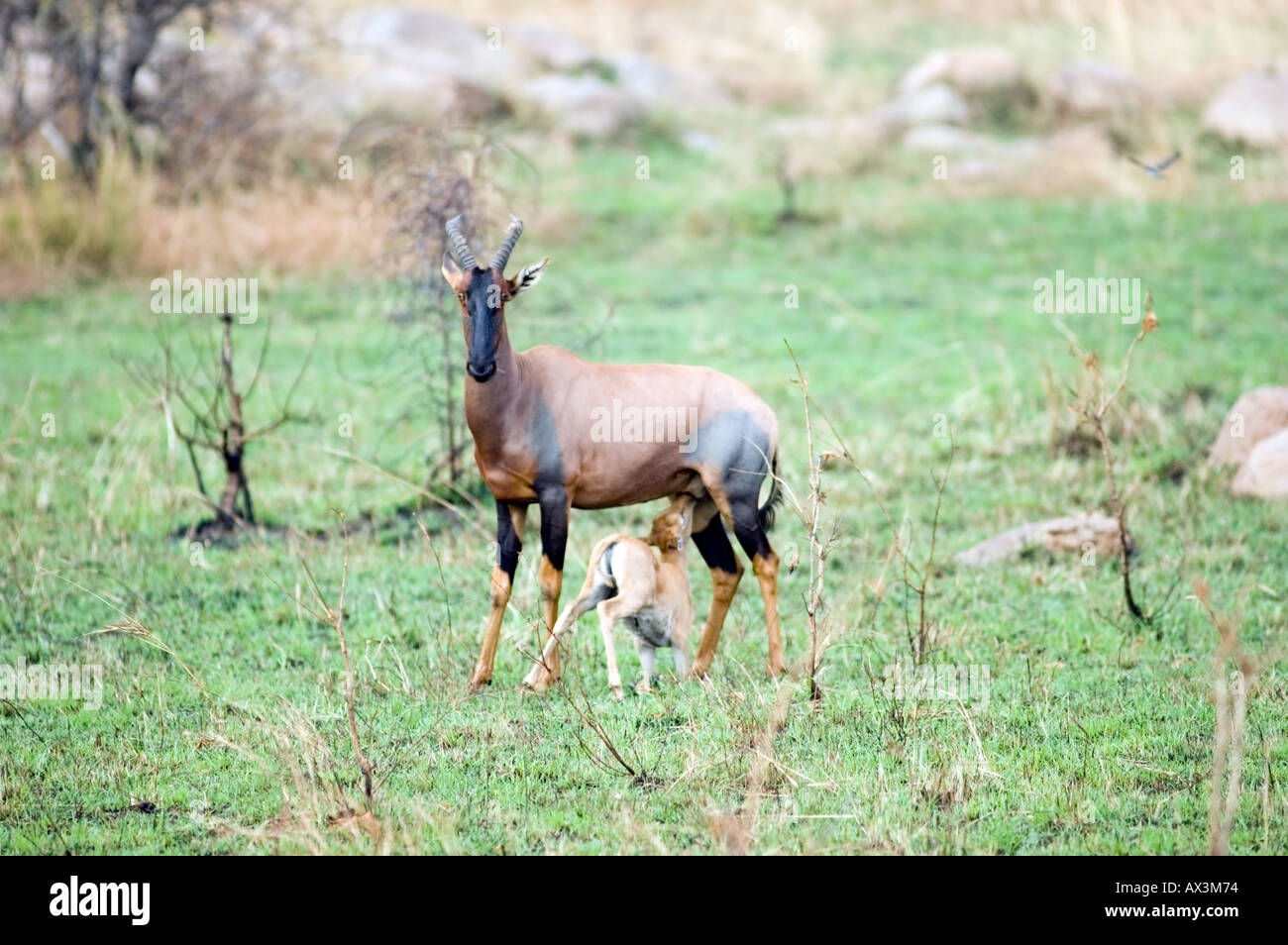 East africa antelope antelopes female suckling milk guard herbivore hi ...