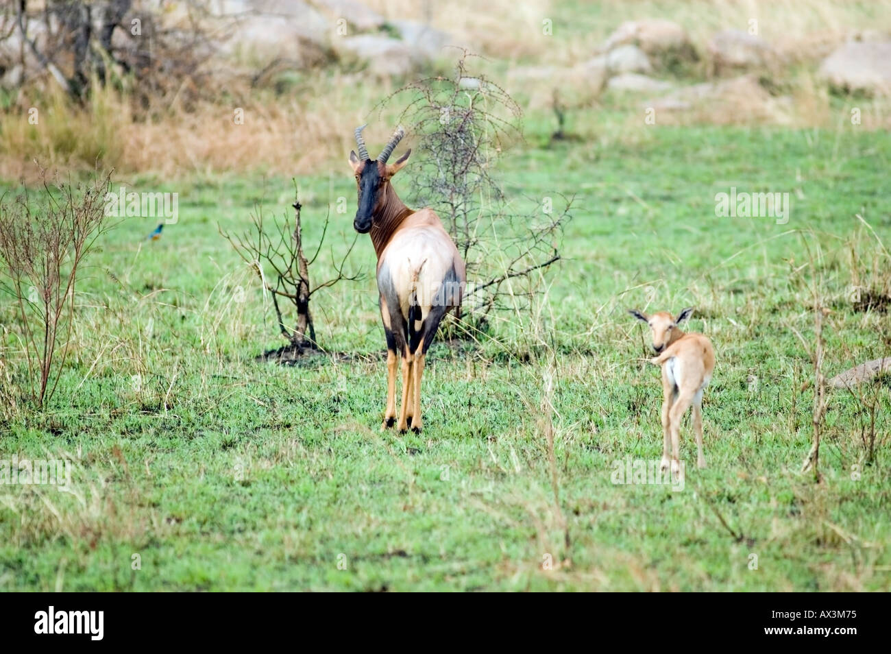East africa antelope antelopes female suckling milk guard herbivore hi ...