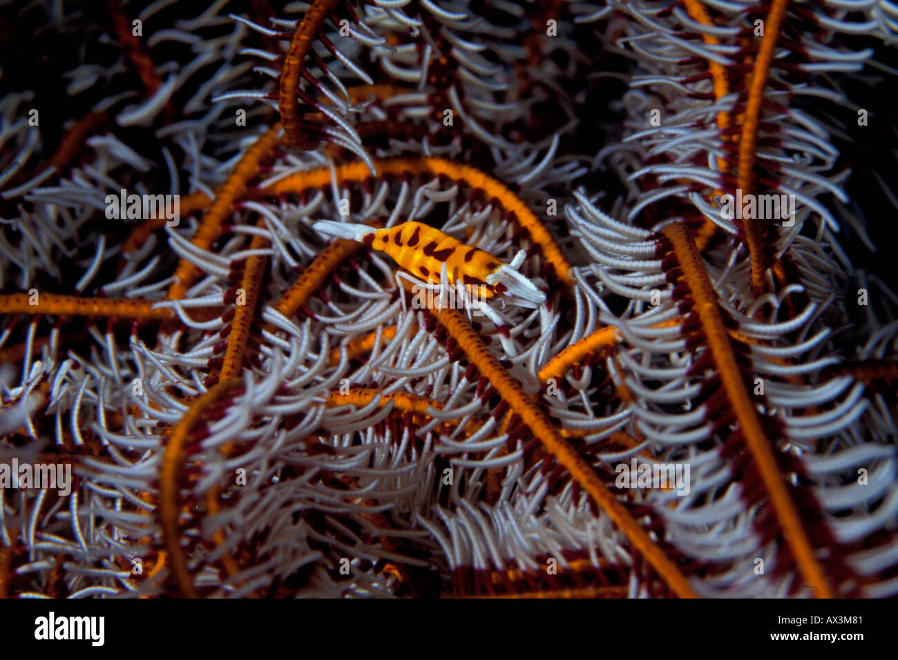 Crinoid Shrimp Periclimenes cornutus on its host crinoid Stock Photo ...