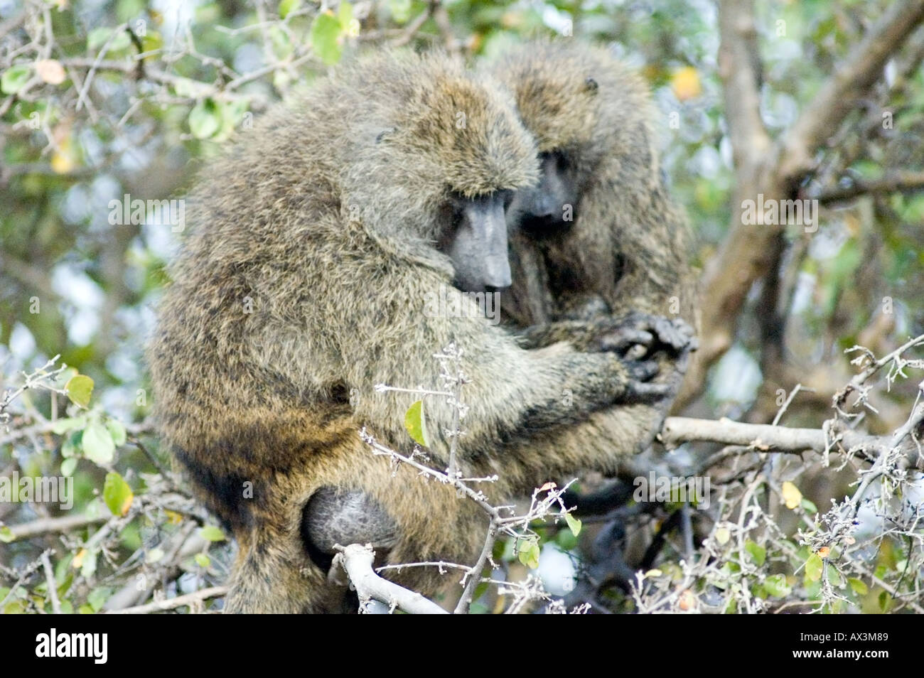 Olive baboons, papio anubis, in tree, Lobo, Serengeti, Tanzania, East ...