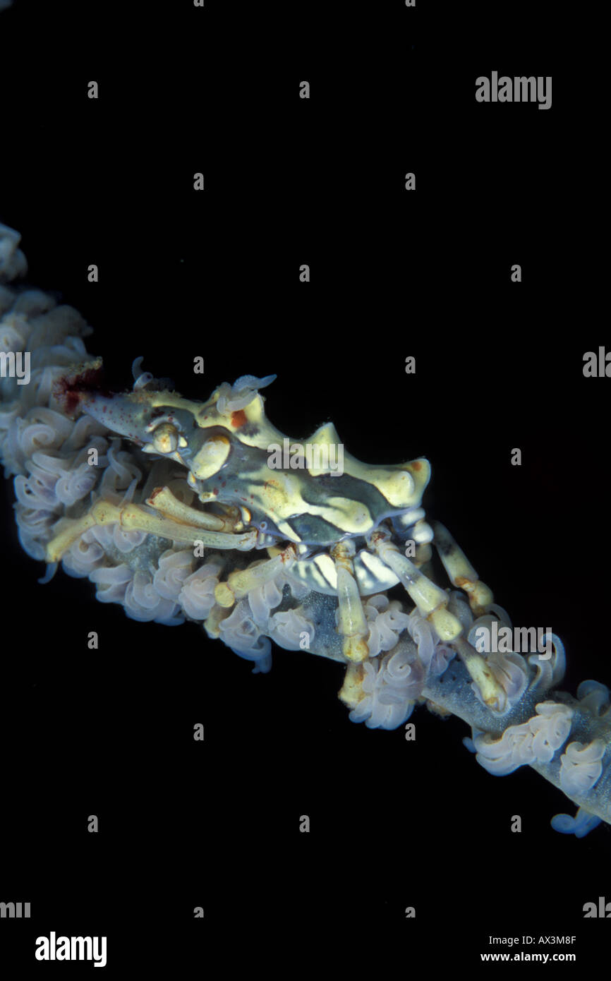 Whip Coral Spider Crab Xenocarcinus tuberculatus Stock Photo - Alamy