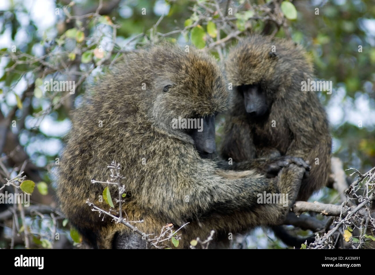 Olive baboons, papio anubis, in tree, Lobo, Serengeti, Tanzania, East ...