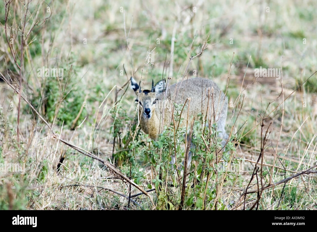 Klipspringer hooves hi-res stock photography and images - Alamy