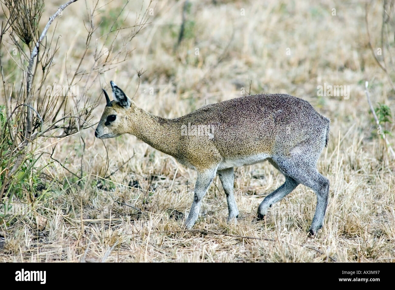 Klipspringer, oreotragus oreotragus, on the rocky outcrops in the Lobo ...