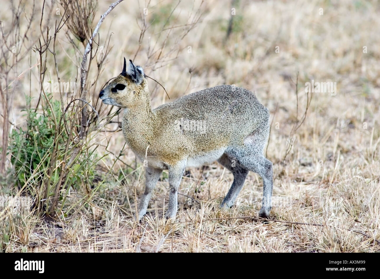 Klipspringer, oreotragus oreotragus, on the rocky outcrops in the Lobo ...