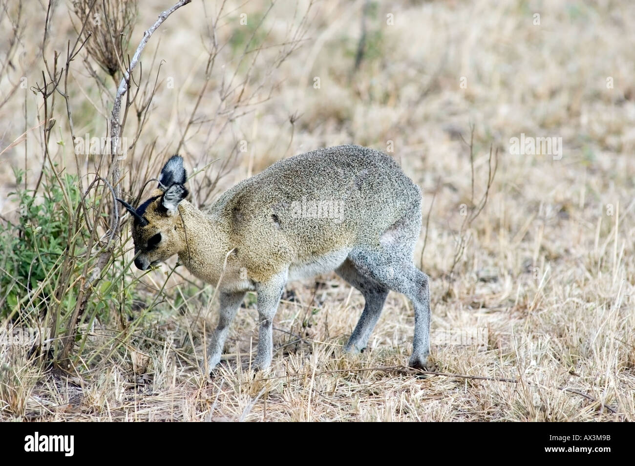 Klipspringer, oreotragus oreotragus, on the rocky outcrops in the Lobo ...