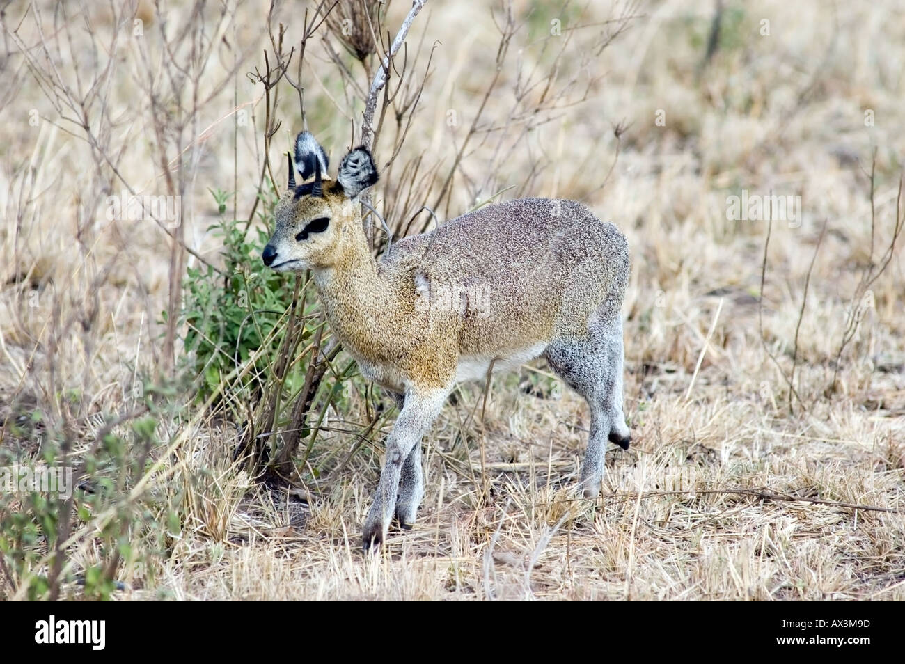 Klipspringer, oreotragus oreotragus, on the rocky outcrops in the Lobo ...