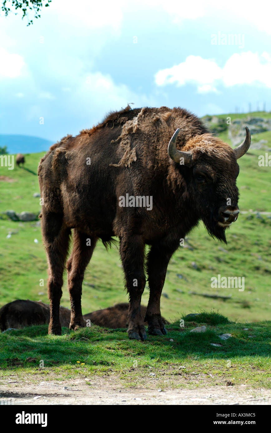 Bison uk bull hi-res stock photography and images - Alamy