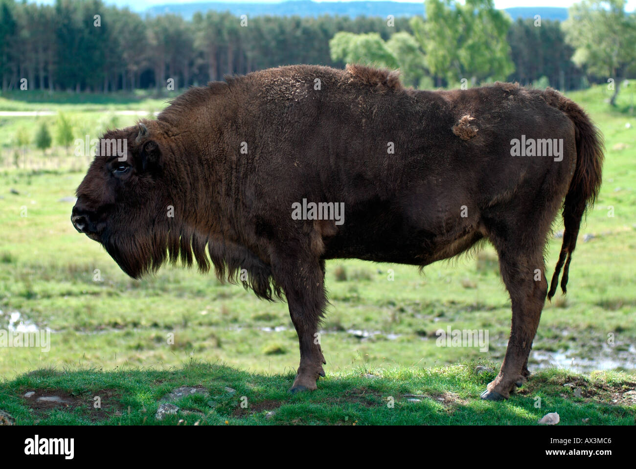 Bison uk bull hi-res stock photography and images - Alamy